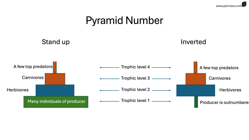 ESS 2.2.2 Food Chains and Pyramids – PYTR Class